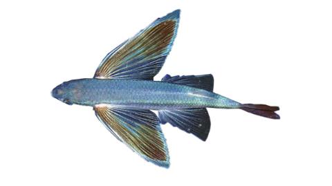 Fishing for Black-finned flyingfish: Fish Species – FishAngler.com