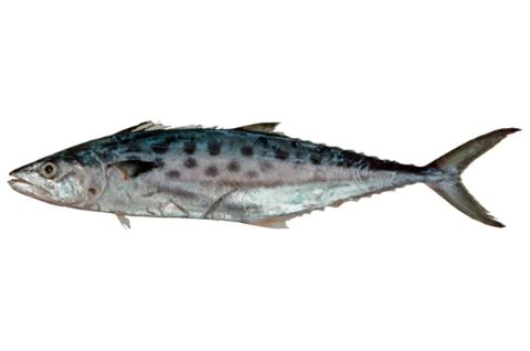 Fishing for Queensland school mackerel → Explore Catches, Top Baits & More!