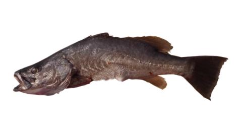 Fishing for Bigeye lates → Explore Catches, Top Baits & More!