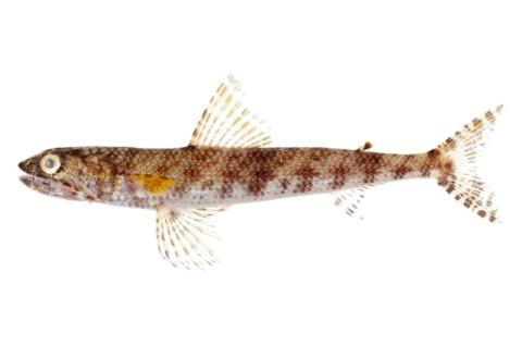 Fishing for Slender lizardfish → Explore Catches, Top Baits & More!