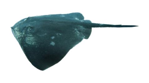 Fishing for Thorntail stingray: Fish Species – FishAngler.com