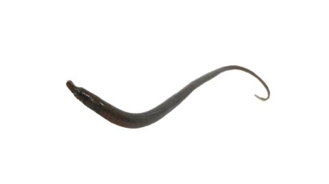 Fishing for Worm pipefish: Fish Species – FishAngler.com