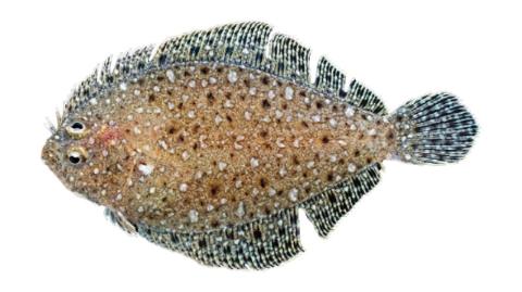 Fishing for Spotted whiff: Fish Species – FishAngler.com