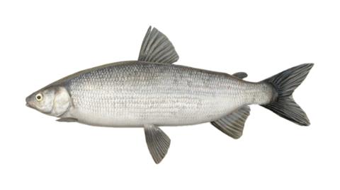 Fishing for Peled: Fish Species – FishAngler.com