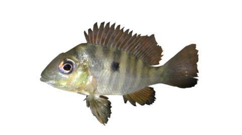 Fishing for Argentine humphead: Fish Species – FishAngler.com