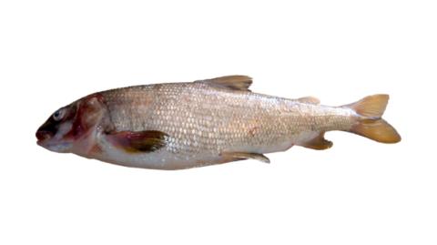 Fishing for Bonneville whitefish: Fish Species – FishAngler.com