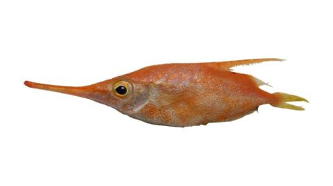 Fishing for Slender snipefish: Fish Species – FishAngler.com