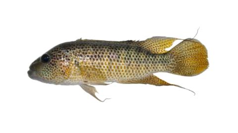 Fishing for False yellowjacket cichlid → Explore Catches, Top Baits & More!