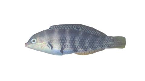 Fishing for Weed wrasse → Explore Catches, Top Baits & More!