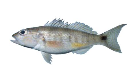 Fishing for Inshore sand perch → Explore Catches, Top Baits & More!