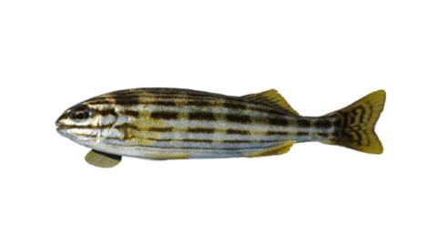 Fishing for Western striped grunter → Explore Catches, Top Baits & More!