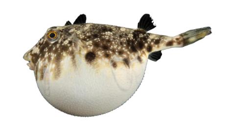 Fishing for Southern puffer → Explore Catches, Top Baits & More!