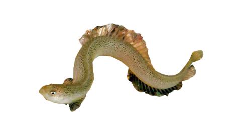 Fishing for Pugjaw wormfish → Explore Catches, Top Baits & More!