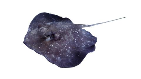 Fishing for Mangrove whipray → Explore Catches, Top Baits & More!