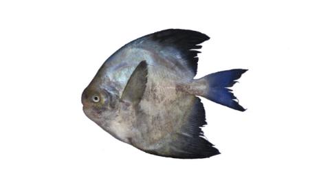 Fishing for Chinese silver pomfret: Fish Species – FishAngler.com
