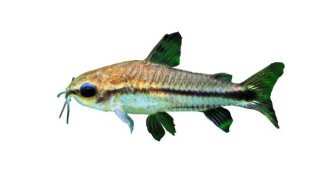 Fishing for Pygmy corydoras → Explore Catches, Top Baits & More!