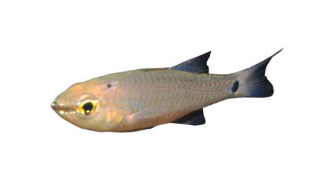 Fishing for Spot-nape cardinalfish: Fish Species – FishAngler.com