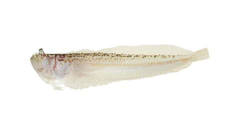 Fishing for Sand stargazer → Explore Catches, Top Baits & More!