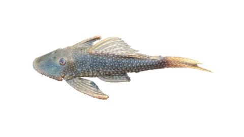 Fishing for Bearded catfish → Explore Catches, Top Baits & More!