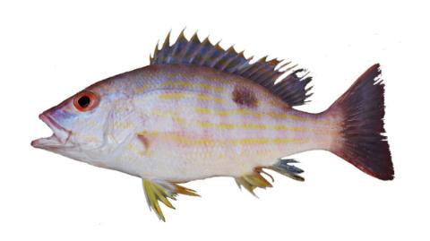 Fishing for Lane snapper → Explore Catches, Top Baits & More!