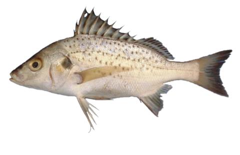 Fishing for Smallspotted grunter → Explore Catches, Top Baits & More!