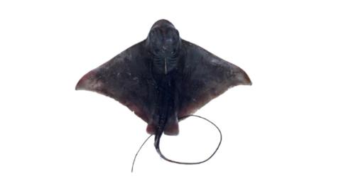 Fishing for Purple eagle ray → Explore Catches, Top Baits & More!