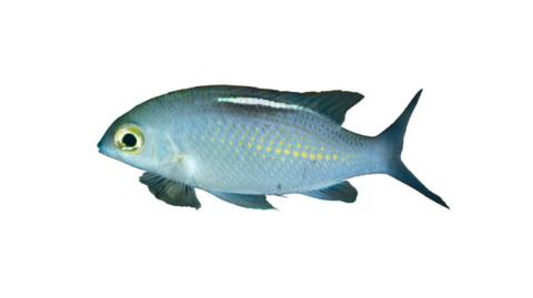 Fishing for Saw-jawed monocle bream → Explore Catches, Top Baits & More!