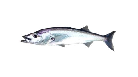 Fishing for Sleek lates: Fish Species – FishAngler.com