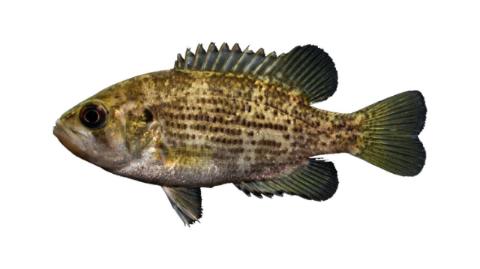 Fishing for Rock bass → Explore Catches, Top Baits & More!