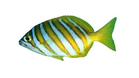 Fishing for Western footballer: Fish Species – FishAngler.com