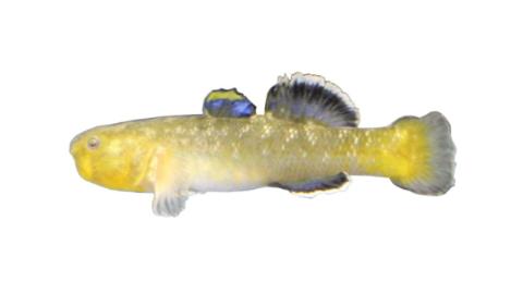Fishing for Desert goby: Fish Species – FishAngler.com