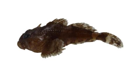 Fishing for Arctic sculpin: Fish Species – FishAngler.com