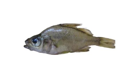 Fishing for Western Ghat glassy perchlet: Fish Species – FishAngler.com