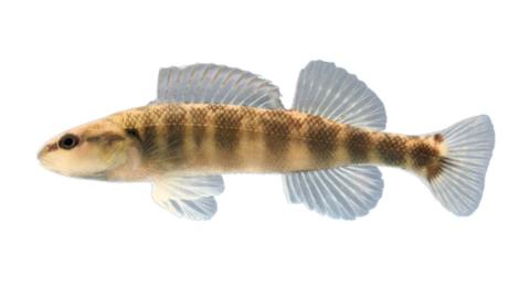 Fishing for Dusky darter → Explore Catches, Top Baits & More!