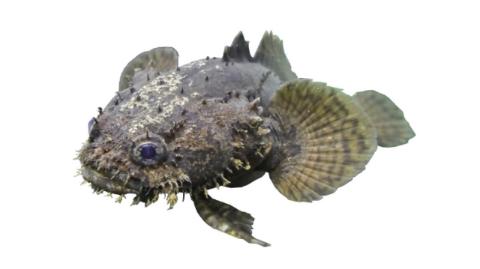 Fishing for Grunting toadfish: Fish Species – FishAngler.com
