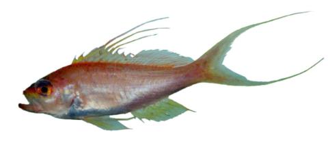 Fishing for Damsel bass: Fish Species – FishAngler.com