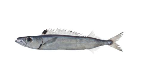 Fishing for Long-finned escolar: Fish Species – FishAngler.com