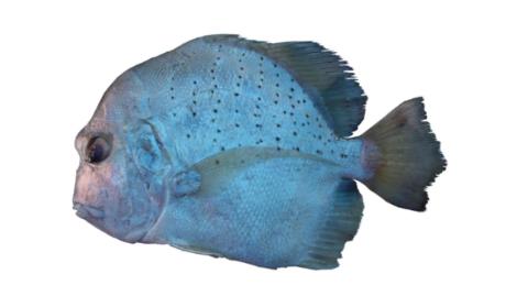 Fishing for Spotted sicklefish: Fish Species – FishAngler.com