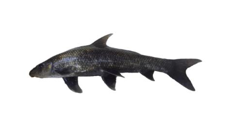 Fishing for southeastern blue sucker → Explore Catches, Top Baits & More!