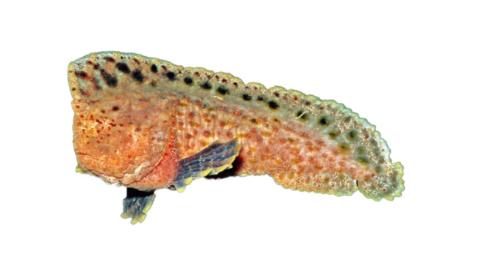 Fishing for Warty prowfish: Fish Species – FishAngler.com
