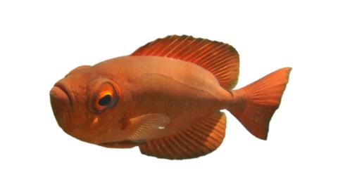 Fishing for Hawaiian bigeye: Fish Species – FishAngler.com