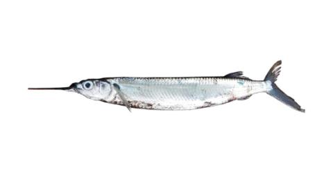 Fishing for Balao halfbeak: Fish Species – FishAngler.com