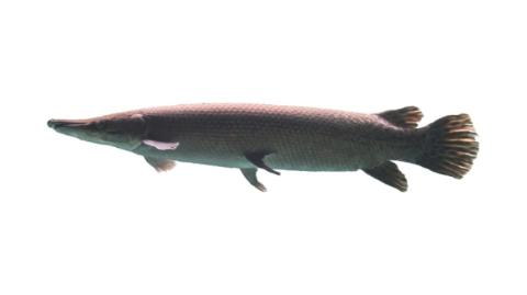 Fishing for Alligator gar → Explore Catches, Top Baits & More!