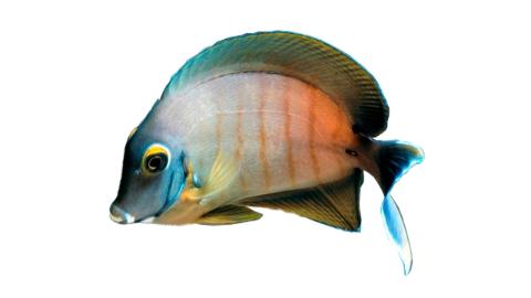 Fishing for Indian Ocean mimic surgeonfish: Fish Species – FishAngler.com