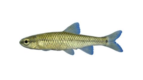 Fishing for Devils River minnow → Explore Catches, Top Baits & More!