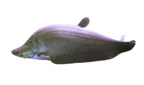 Fishing for Giant featherback: Fish Species – FishAngler.com