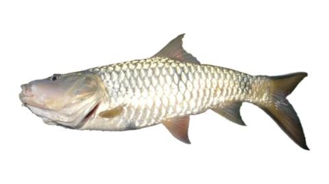 Fishing for Two-barred barb: Fish Species – FishAngler.com