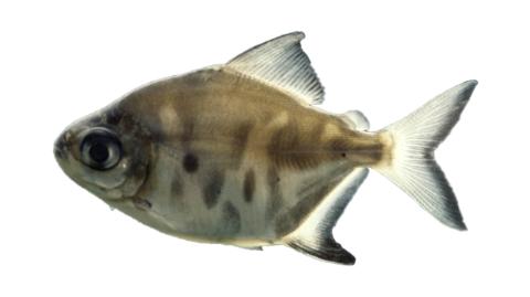 Fishing for Planquettei pacu: Fish Species – FishAngler.com