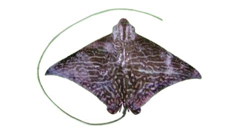 Fishing for Mottled eagle ray → Explore Catches, Top Baits & More!