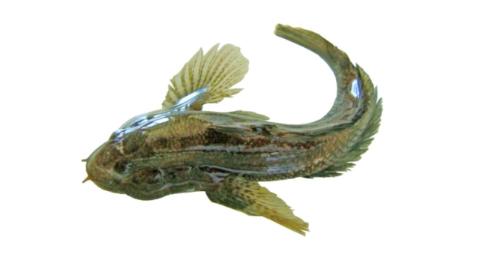 Fishing for Western tubenose goby → Explore Catches, Top Baits & More!